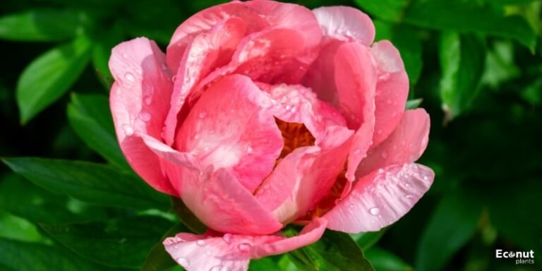 41 Peony Varieties: Peony Cultivars With names and pictures