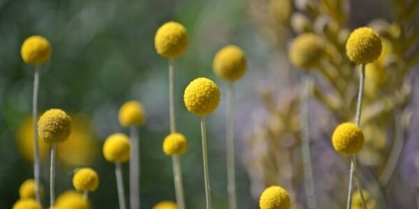 65 Most Beautiful Yellow Flowers with Names and Pictures