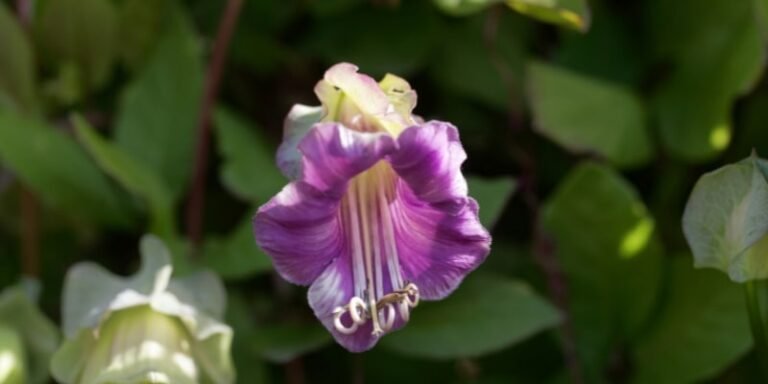 25 Climbing Plants and Vines with Purple Flowers