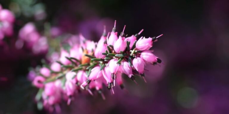 35 Pretty Pink Flowering Shrubs for Your Garden