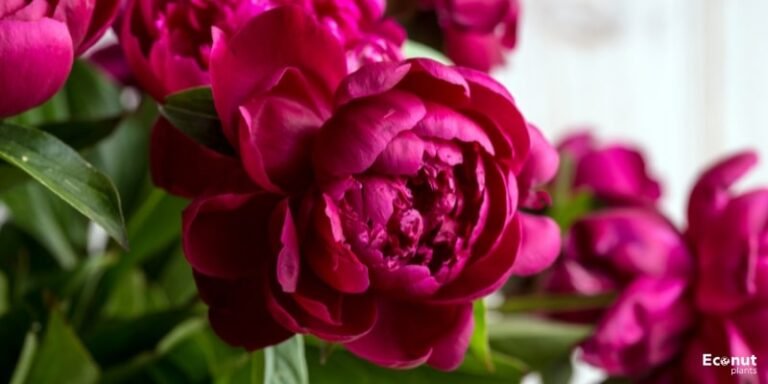 41 Peony Varieties: Peony Cultivars With names and pictures
