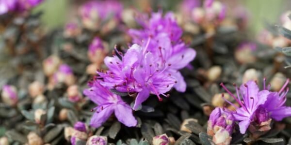99 Purple Flowers: A Comprehensive List with Names and Images