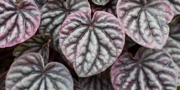 45 Houseplants with Red and Variegated Red Leaves