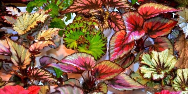 45 Begonias Varieties With names and pictures