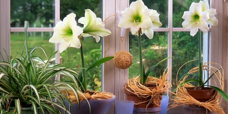 35 Types of Green Flowers: Complete List with Names and Images