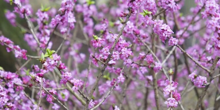 35 Pretty Pink Flowering Shrubs for Your Garden