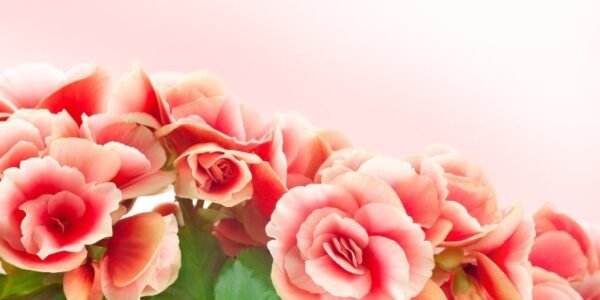 45 Begonias Varieties With names and pictures