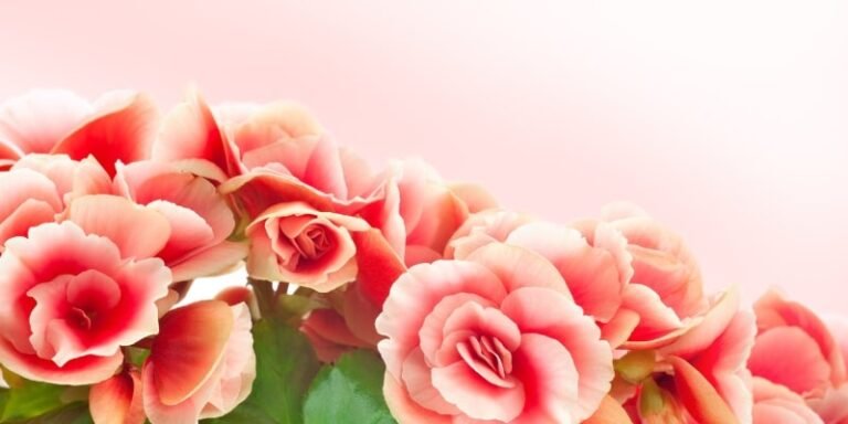 45 Begonias Varieties With names and pictures