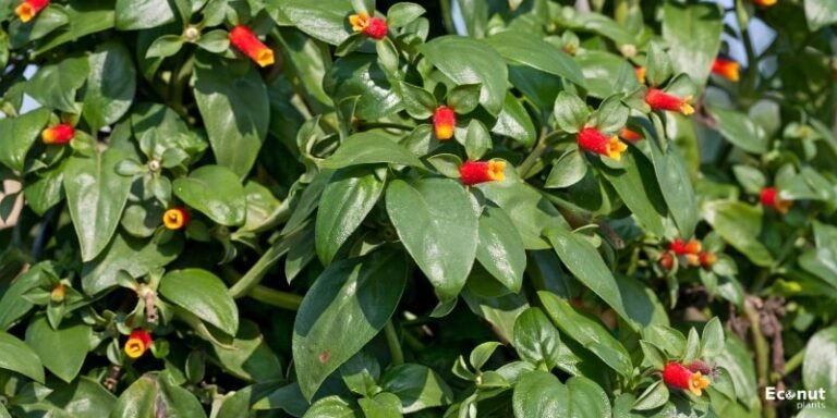 31 Colourful Flowering Vines That Climb Walls and Trellises