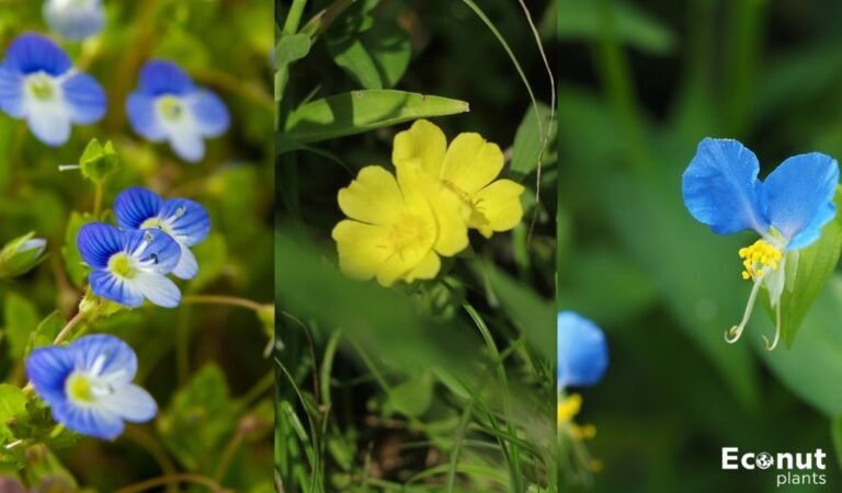 41 Flowering Weeds with Names and Pictures