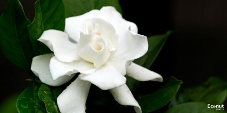 20 Amazing Indoor White-Flowering Houseplants
