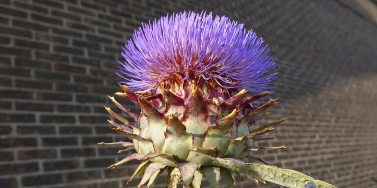 99 Purple Flowers: A Comprehensive List with Names and Images
