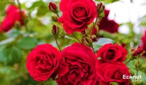 65 Most Gorgeous Red Flowers: Complete List with Names and Images