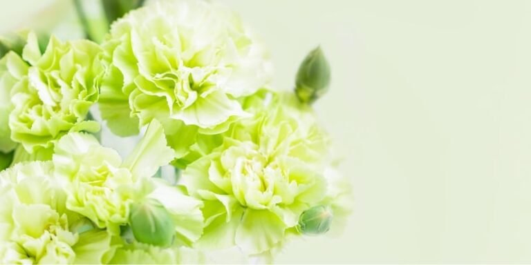 35 Types of Green Flowers: Complete List with Names and Images