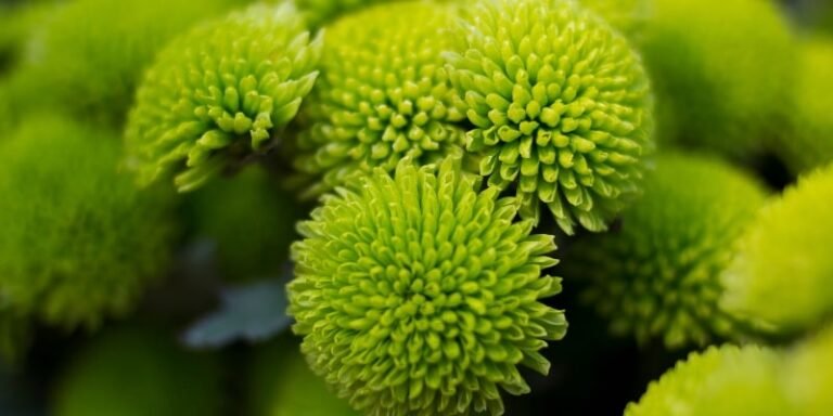 35 Types of Green Flowers: Complete List with Names and Images