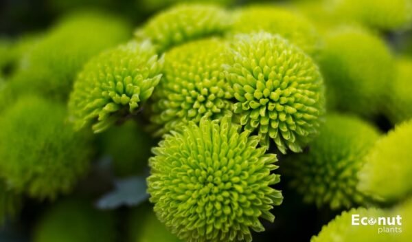 35 Types of Green Flowers: Complete List with Names and Images