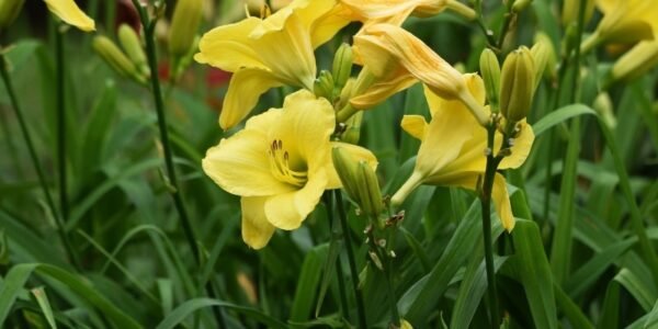 35 Types of Green Flowers: Complete List with Names and Images