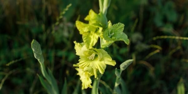 35 Types of Green Flowers: Complete List with Names and Images