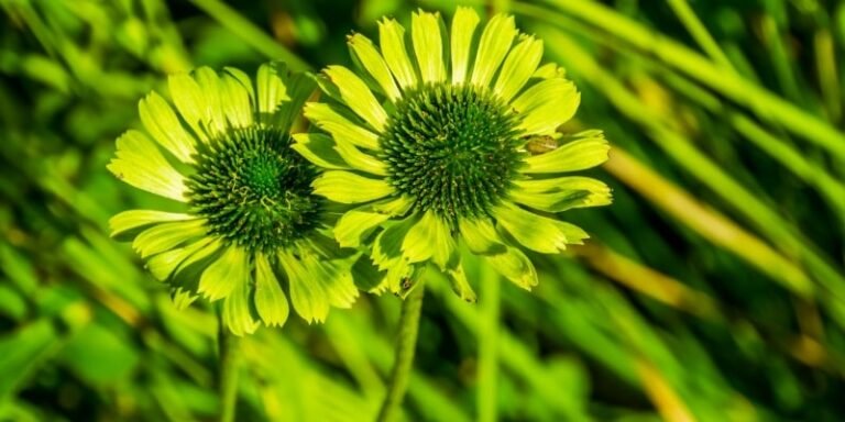35 Types of Green Flowers: Complete List with Names and Images
