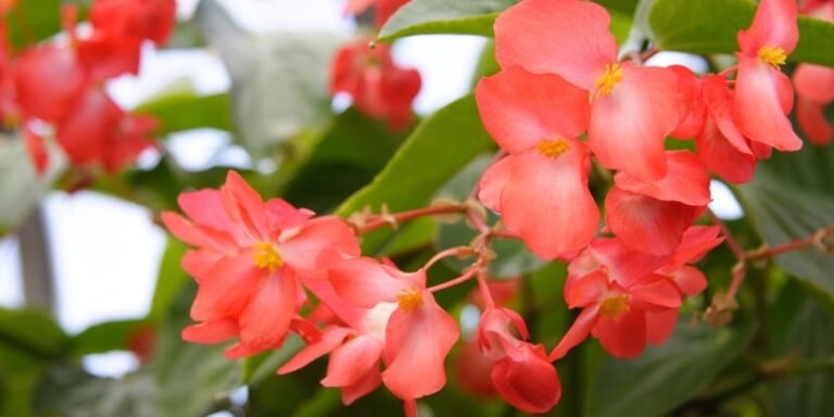 45 Begonias Varieties With names and pictures
