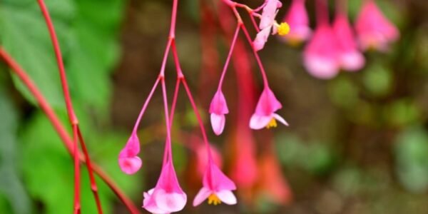 45 Begonias Varieties With names and pictures