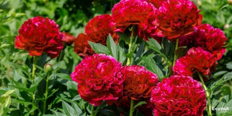41 Peony Varieties: Peony Cultivars With names and pictures