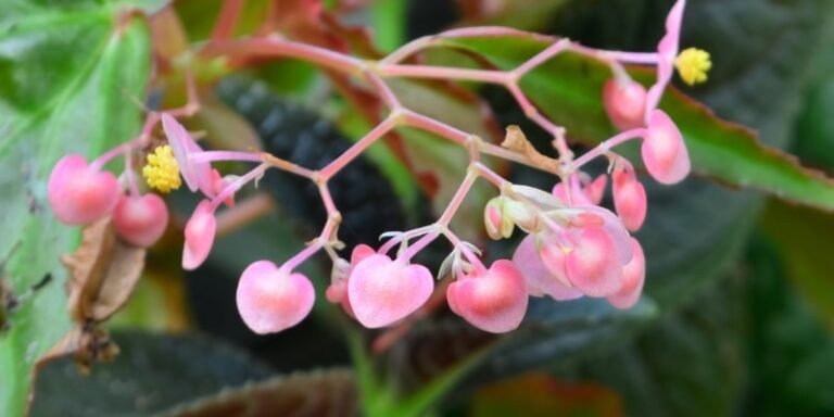 45 Begonias Varieties With names and pictures