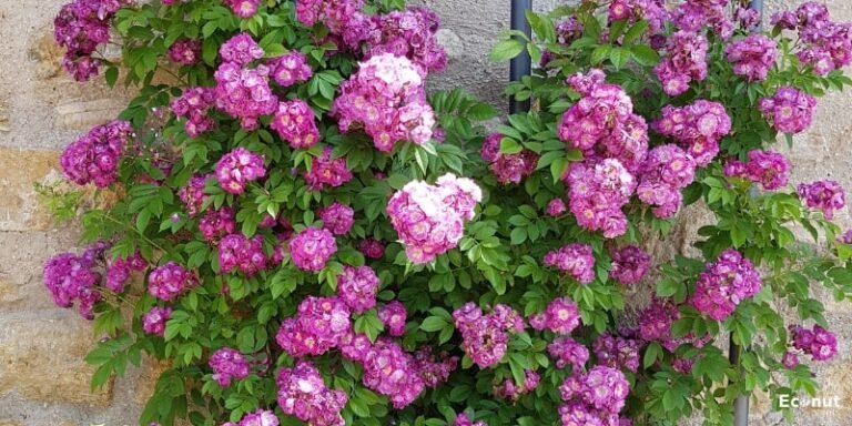 31 Colourful Flowering Vines That Climb Walls and Trellises