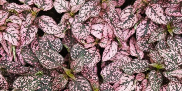 45 Houseplants with Red and Variegated Red Leaves