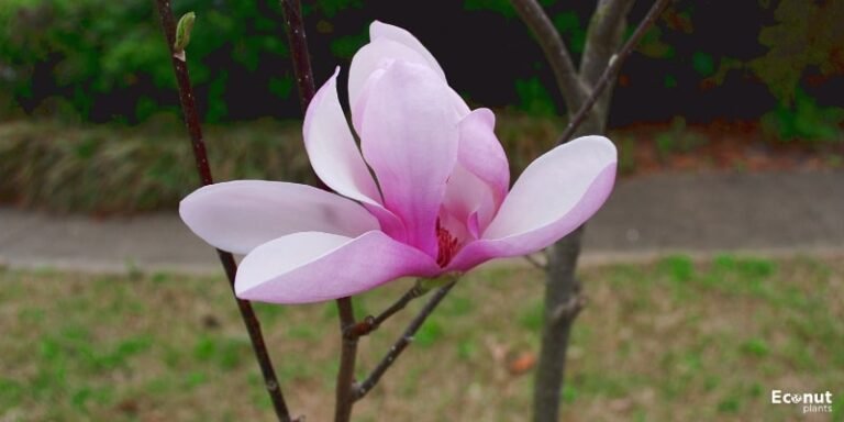11 Different Varieties of Pink-Flowered Magnolia Trees