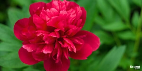 41 Peony Varieties: Peony Cultivars With names and pictures