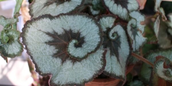 45 Begonias Varieties With names and pictures