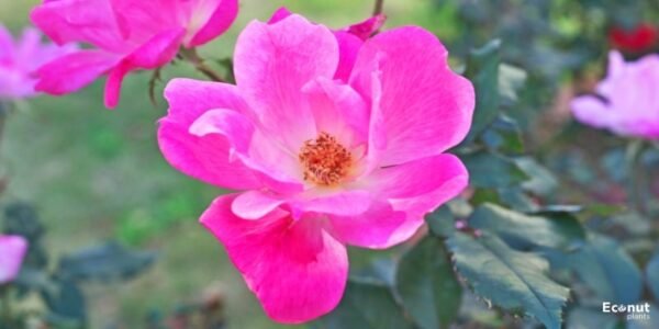 21 Florida Flowers That Bloom All Year Round