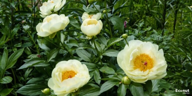 41 Peony Varieties: Peony Cultivars With names and pictures