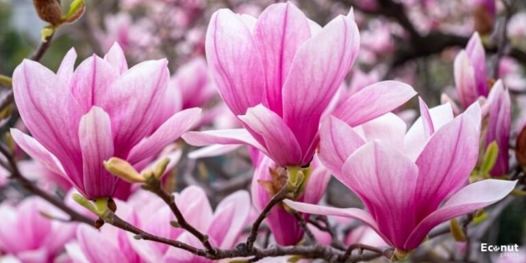 11 Different Varieties of Pink-Flowered Magnolia Trees