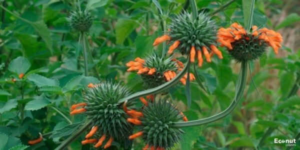 33 Orange-Blooming Shrubs: Names and Images of the Plants