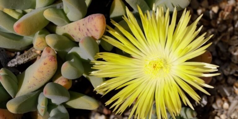 62 Succulents Types Listed with Names and Images