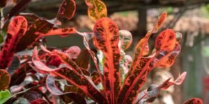 45 Houseplants with Red and Variegated Red Leaves