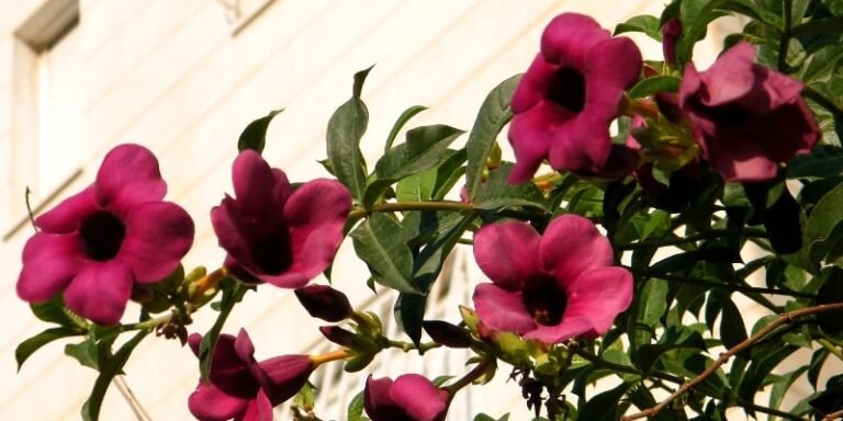 25 Climbing Plants and Vines with Purple Flowers