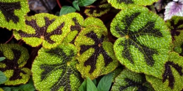 45 Begonias Varieties With names and pictures