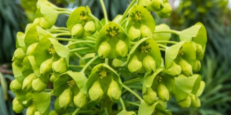 35 Types of Green Flowers: Complete List with Names and Images