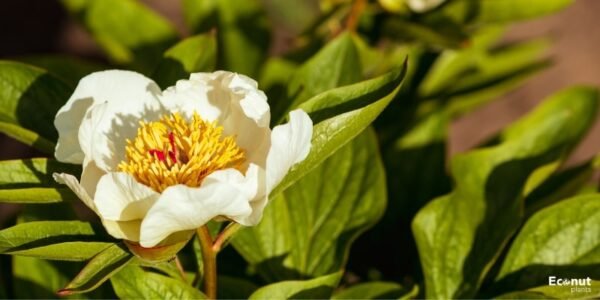 41 Peony Varieties: Peony Cultivars With names and pictures