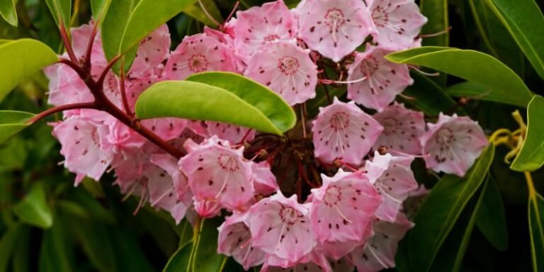 35 Pretty Pink Flowering Shrubs for Your Garden