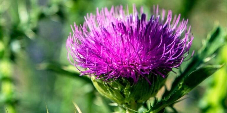 15 Weeds with Purple Flowers: Identification and Images