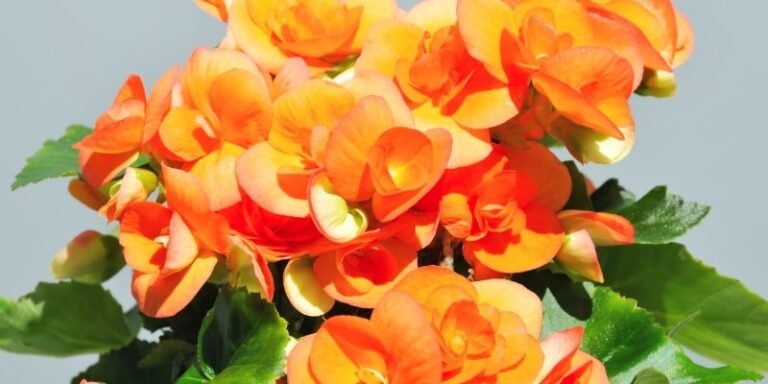 45 Begonias Varieties With names and pictures