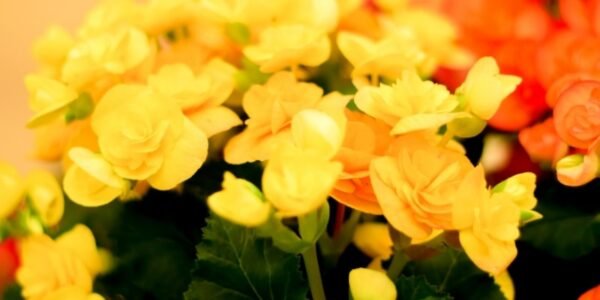 45 Begonias Varieties With names and pictures