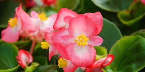 45 Begonias Varieties With names and pictures