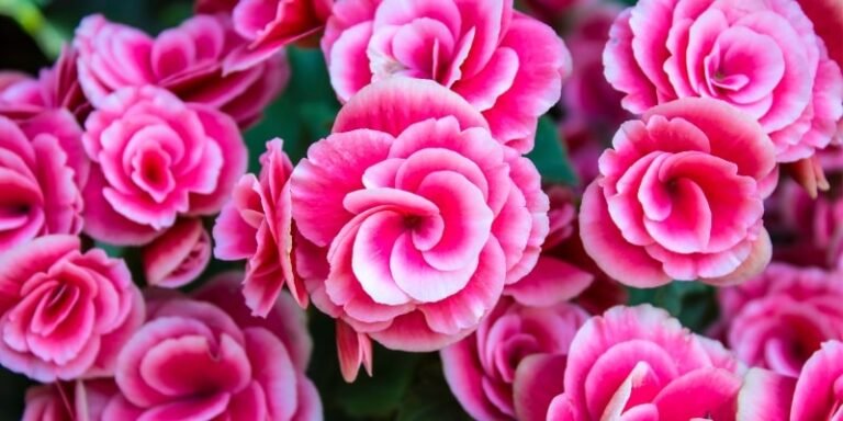 45 Begonias Varieties With names and pictures
