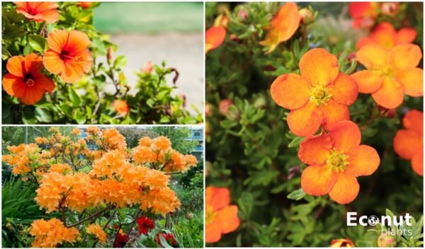 33 Orange-Blooming Shrubs: Names and Images of the Plants