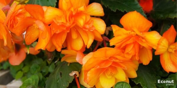 45 Types of Orange Flowers: Complete List with Names and Images